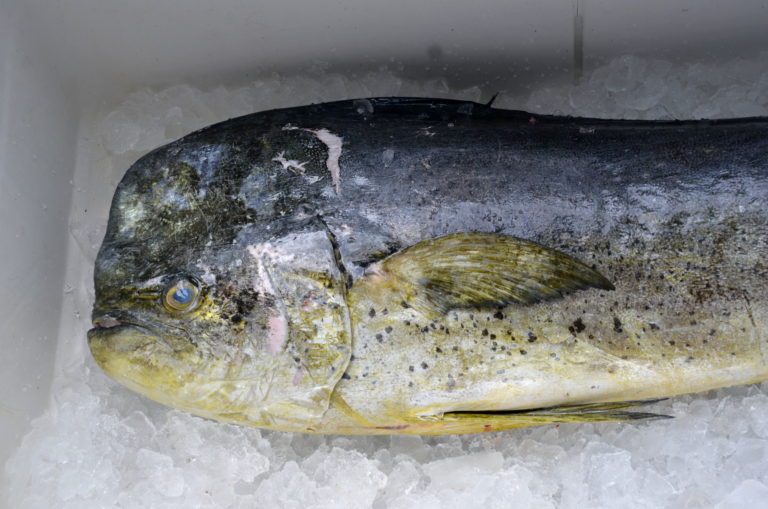 Mahi mahi - The Brasserie, Grand Cayman : The Brasserie, Grand Cayman